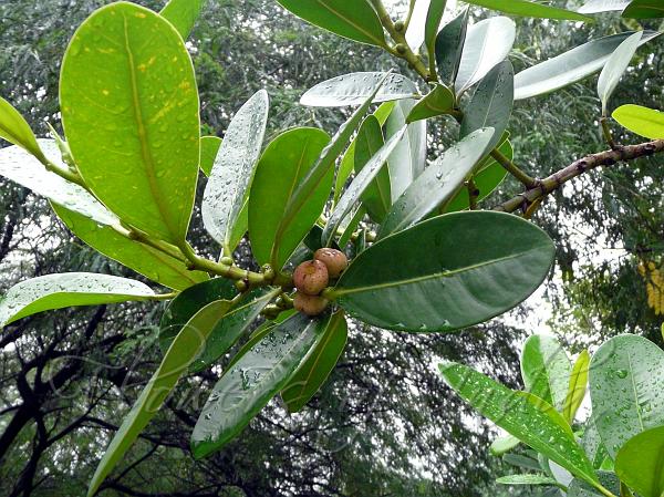Ficus curtipes - Eastern Laurel Fig